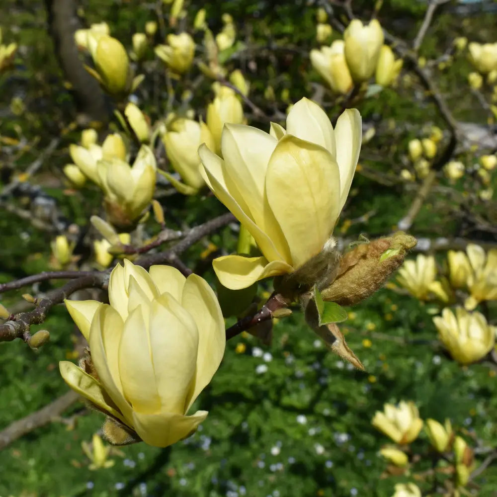 Butterflies Magnolia – Sam Bridge at Home