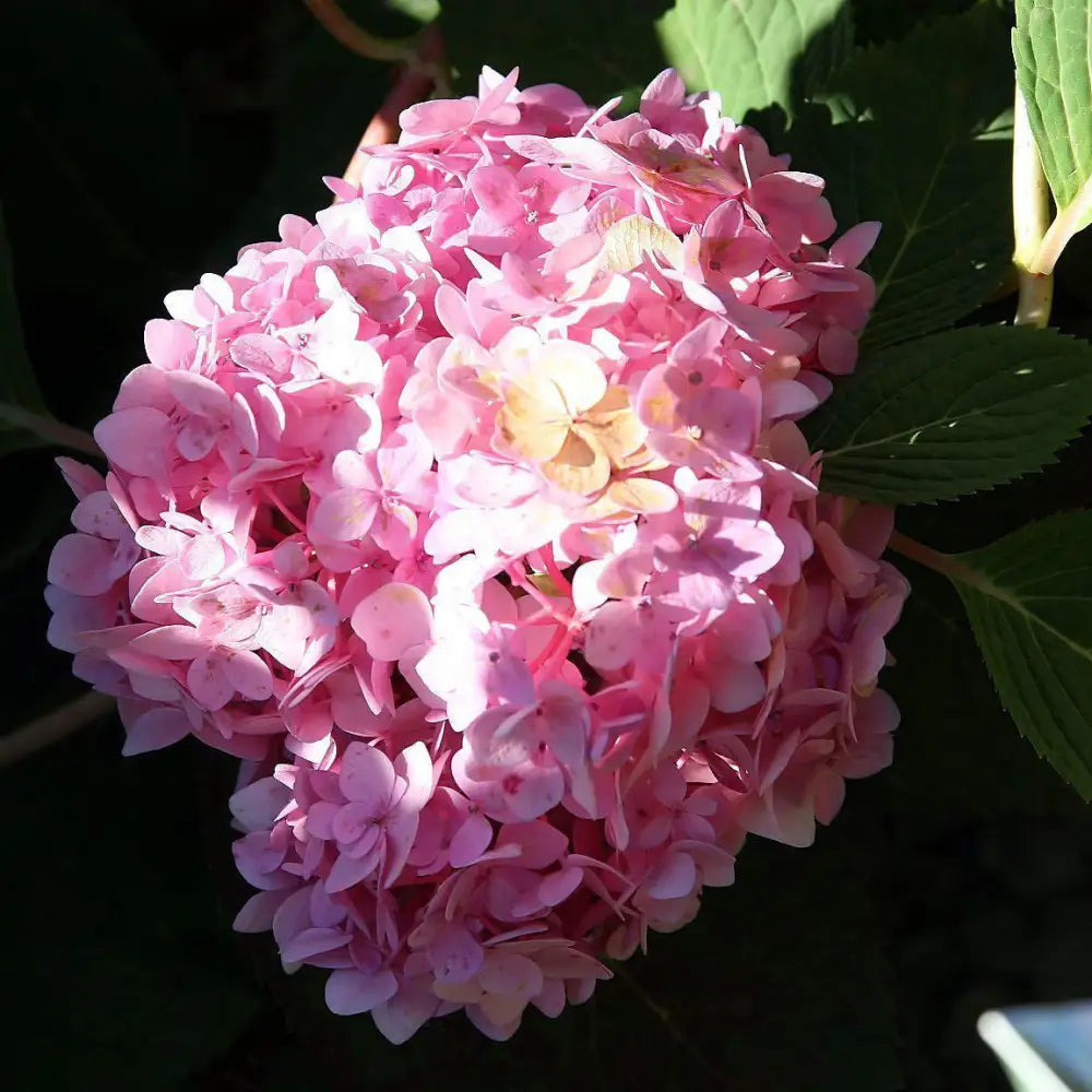 Endless Summer® Blushing Bride® Hydrangea – Sam Bridge at Home