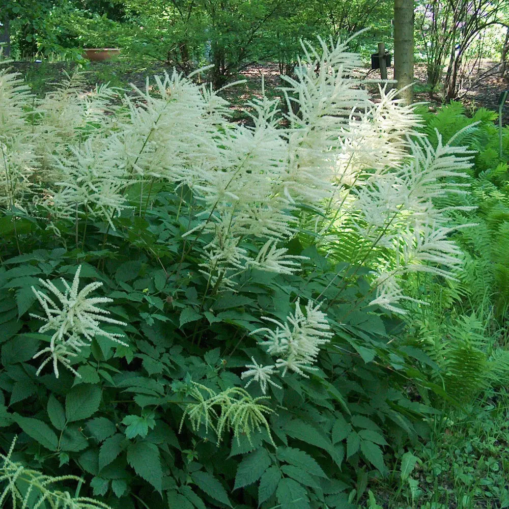 Goat's Beard – Sam Bridge at Home