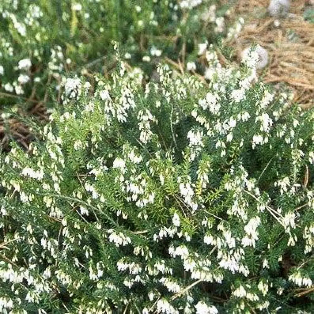 Heather, White – Sam Bridge at Home
