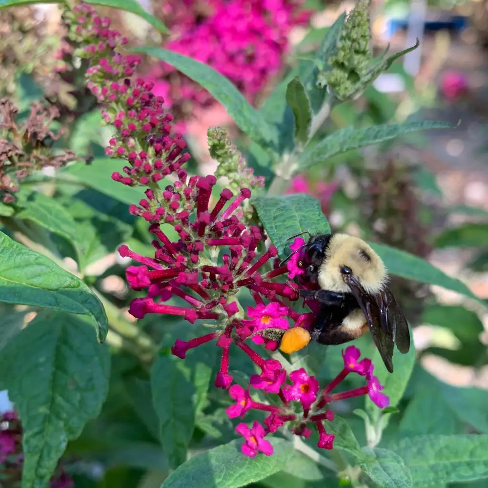 Miss Molly Butterfly Bush – Sam Bridge at Home
