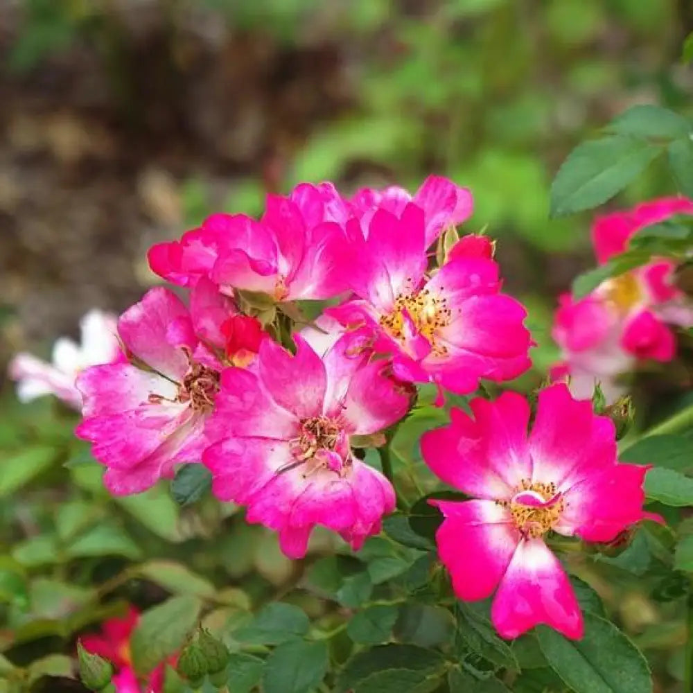 Pink Drift® Rose – Sam Bridge at Home