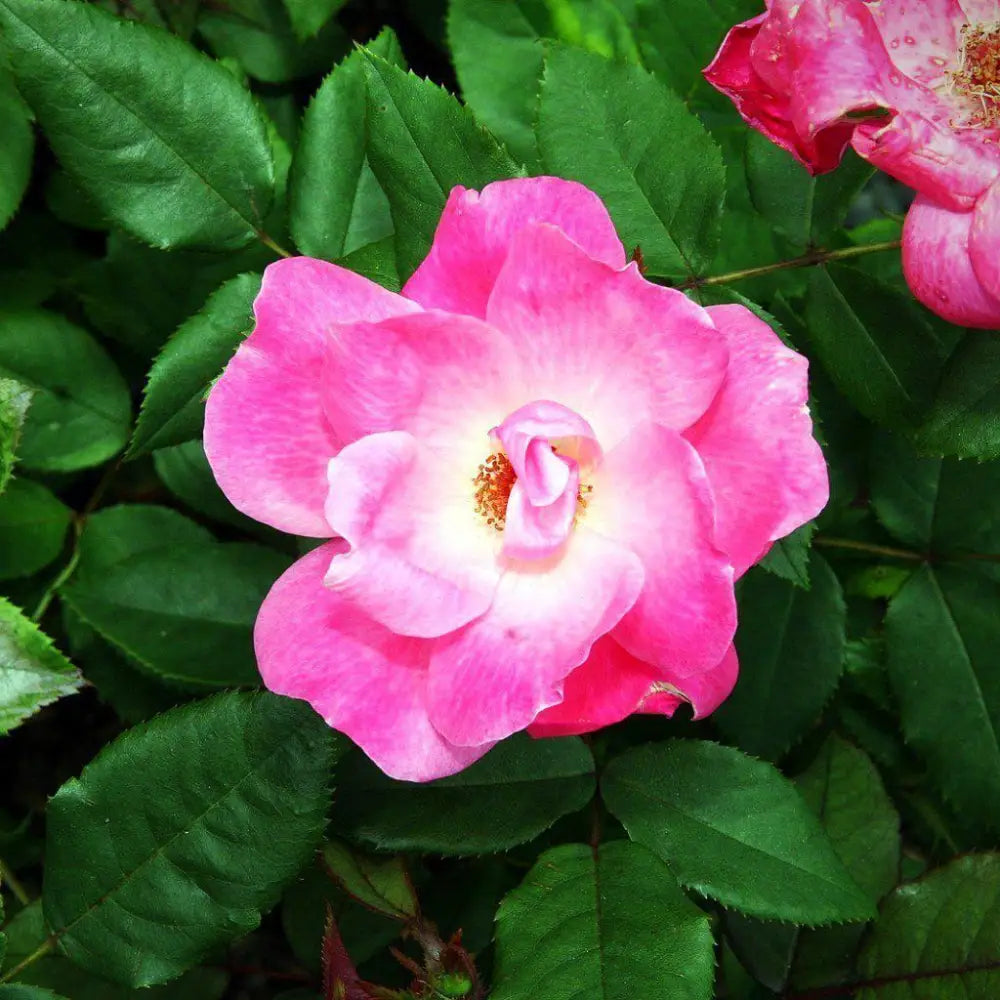 Pink Knock Out® Rose – Sam Bridge at Home