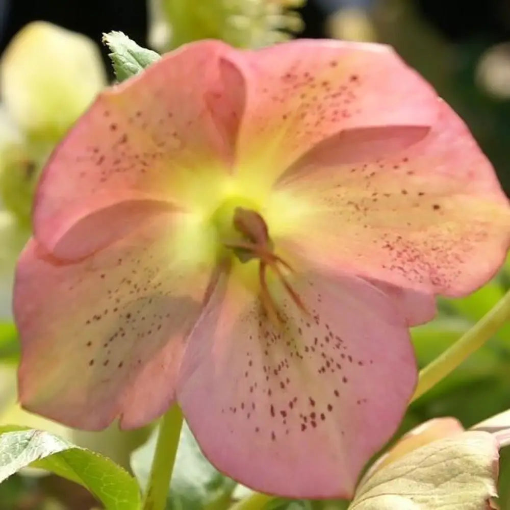 Royal Heritage™ Strain Lenten Rose – Sam Bridge at Home