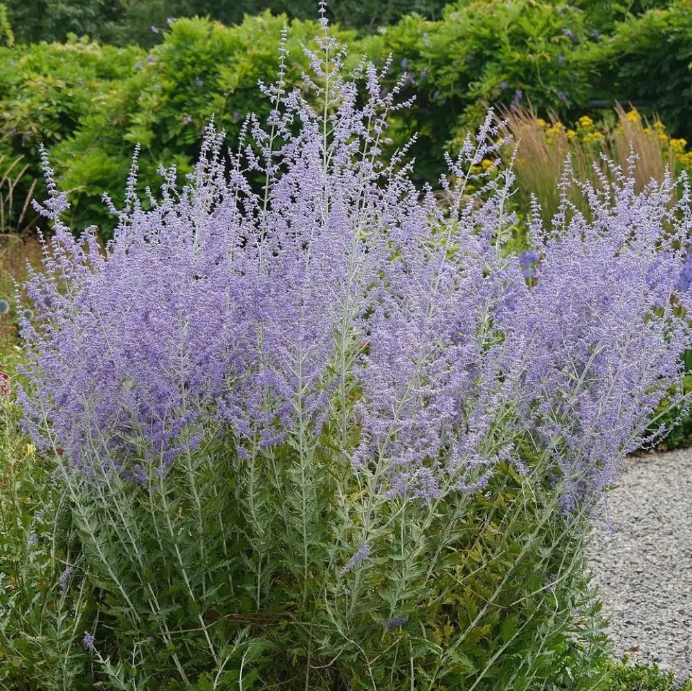 Russian Sage – Sam Bridge at Home