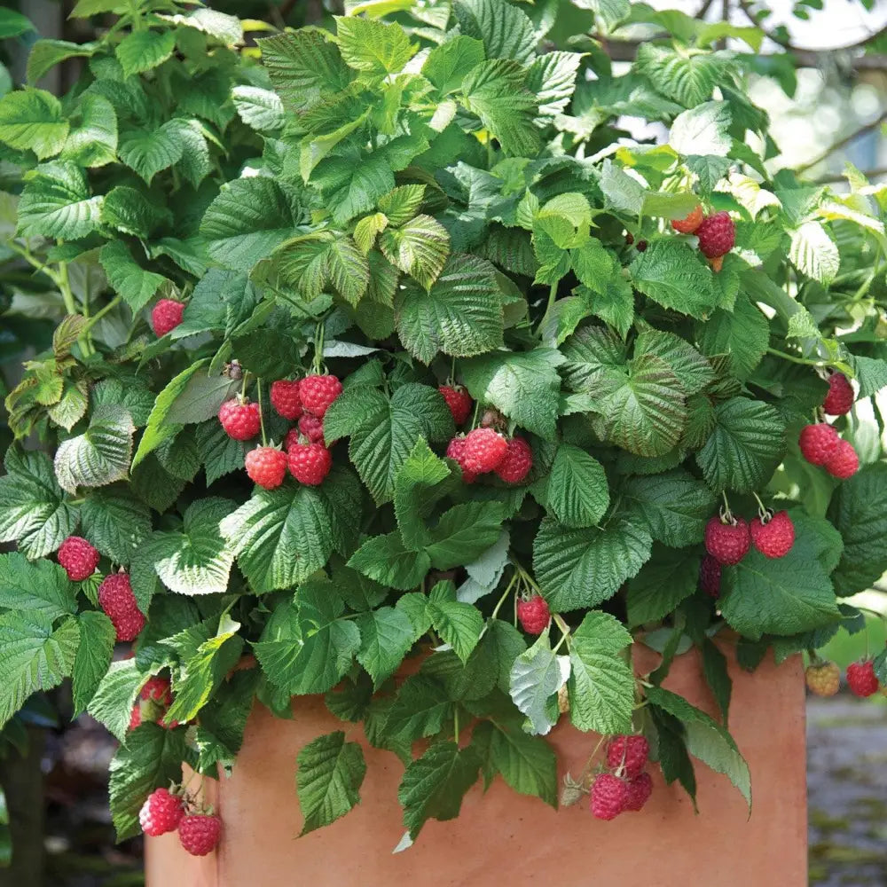 Shortcake® Raspberry – Sam Bridge at Home
