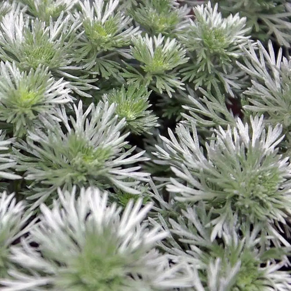 Silver Mound Wormwood, Ghost Plant – Sam Bridge at Home