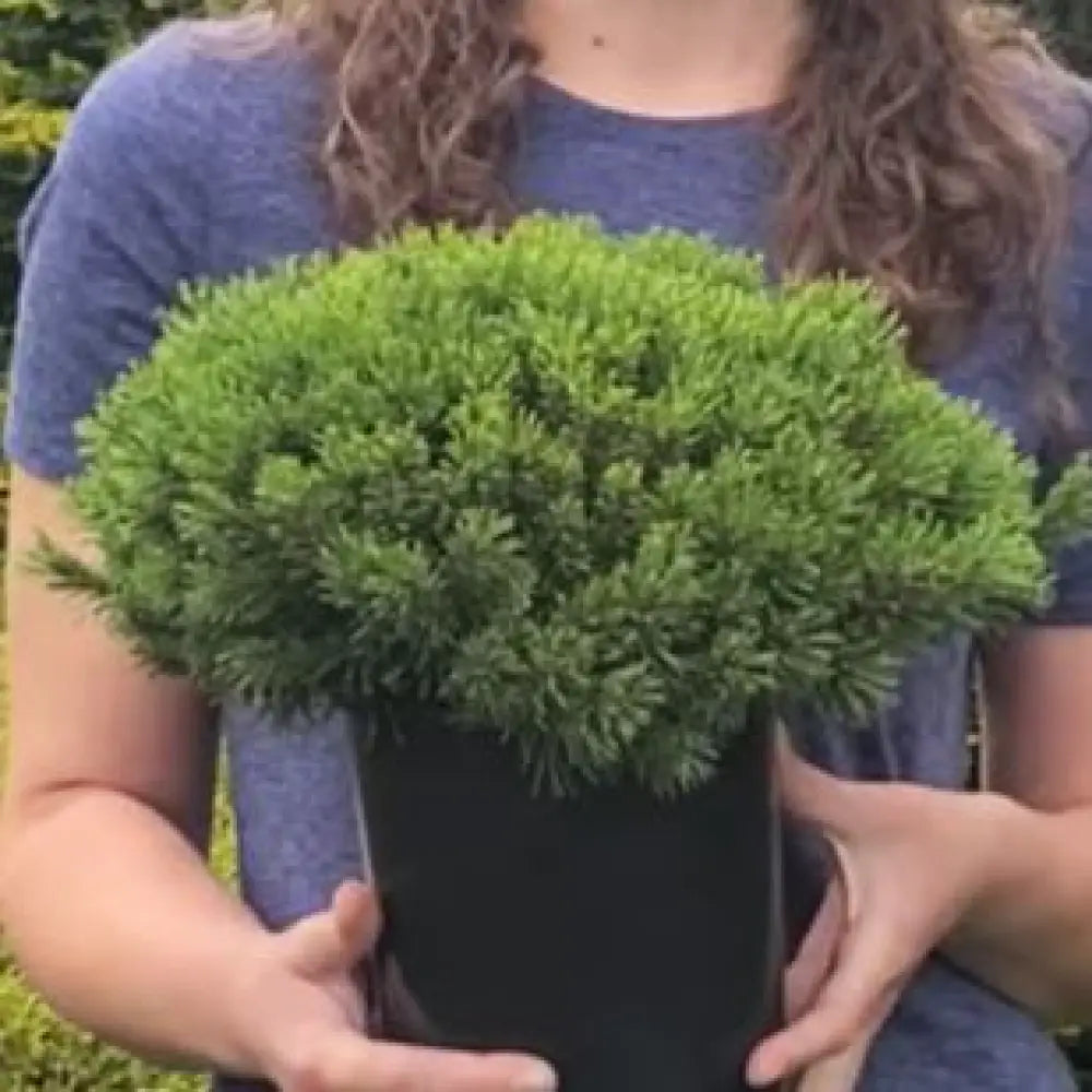 Slowmound Mugo Pine – Sam Bridge at Home