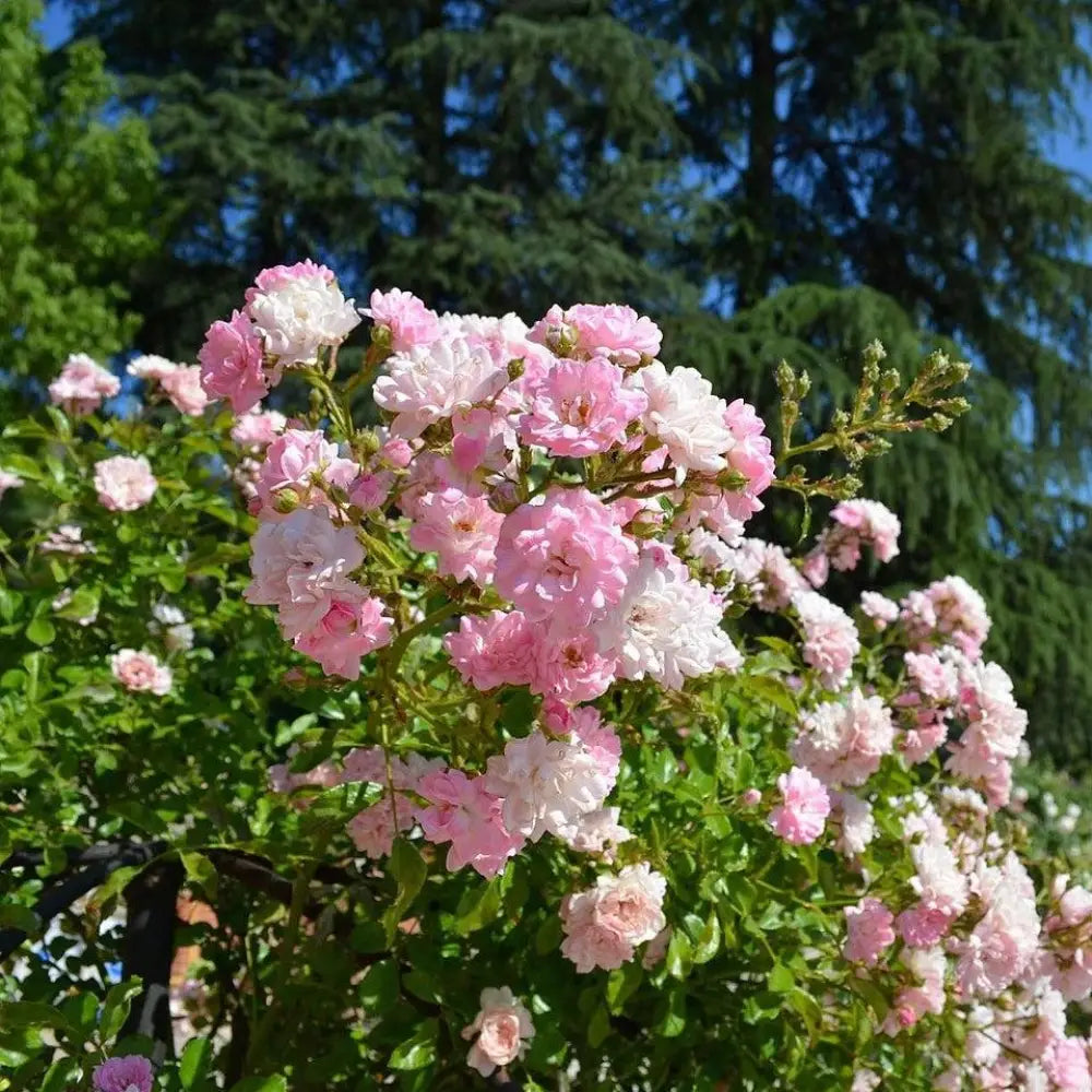 The Fairy Rose – Sam Bridge at Home