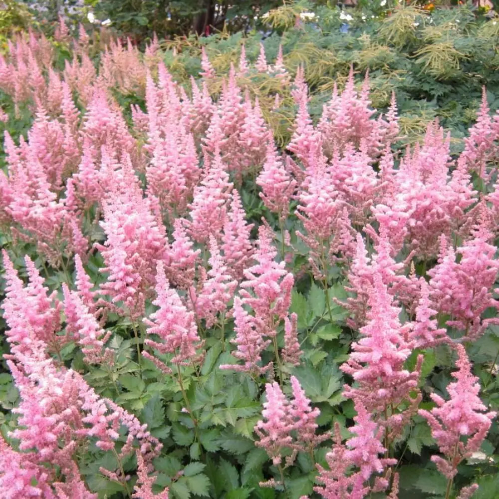Vision in Pink Chinese Astilbe – Sam Bridge at Home