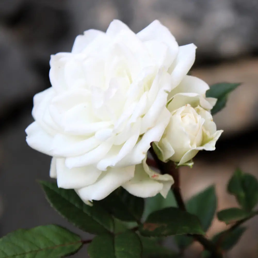 White Drift® Rose – Sam Bridge at Home