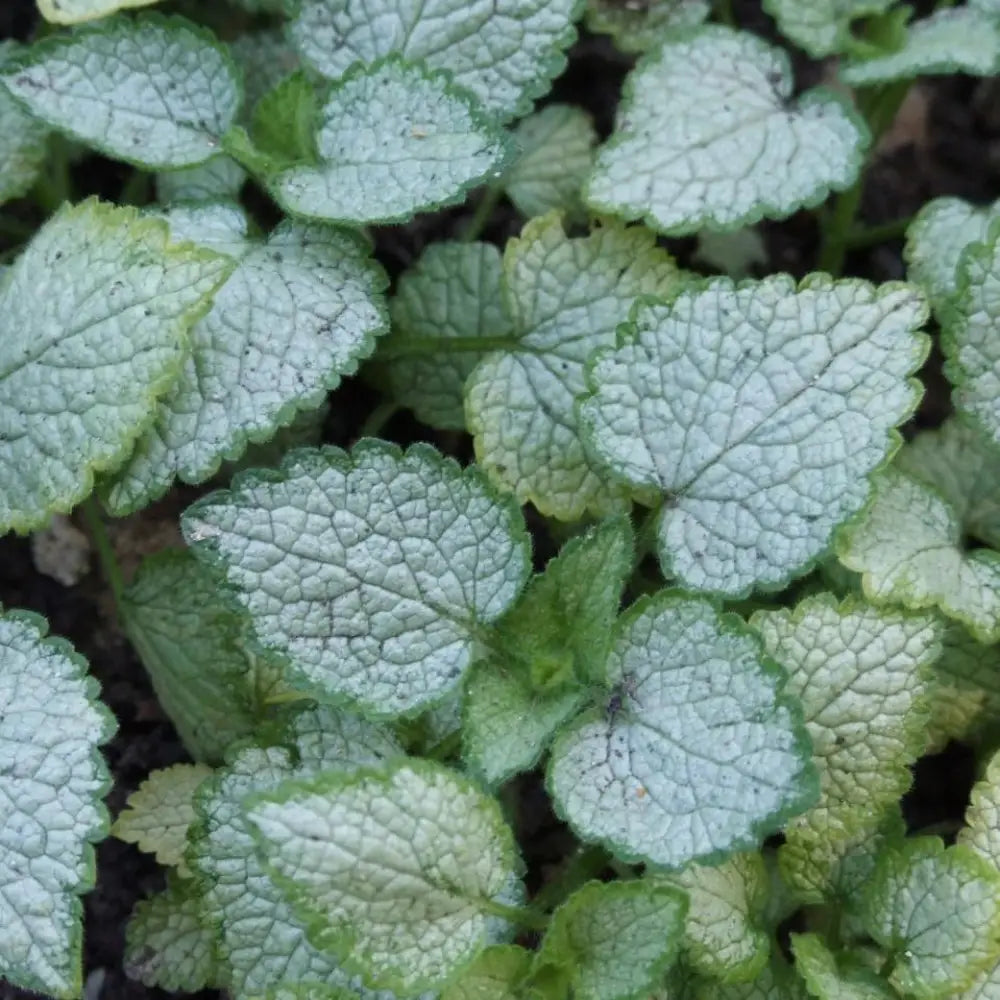 White Nancy Spotted Deadnettle – Sam Bridge at Home